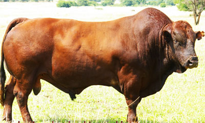 ᐈ】12 Razas de Ganado Más Resistentes a Enfermedades